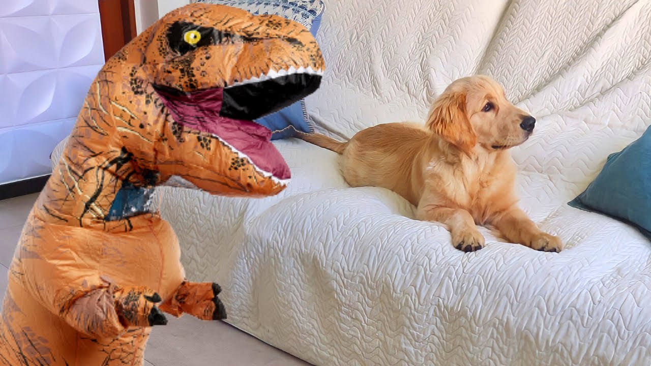 Dog Pranked with T-Rex Dinosaur - YouTube