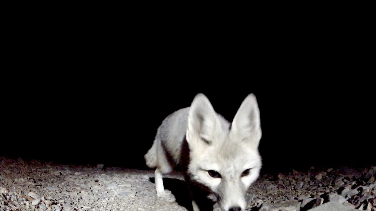 Cute little Gray Fox eats my GoPro! - YouTube