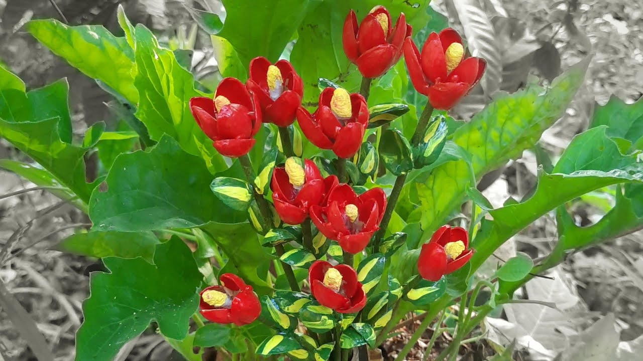 Pista shell flower decor... - YouTube