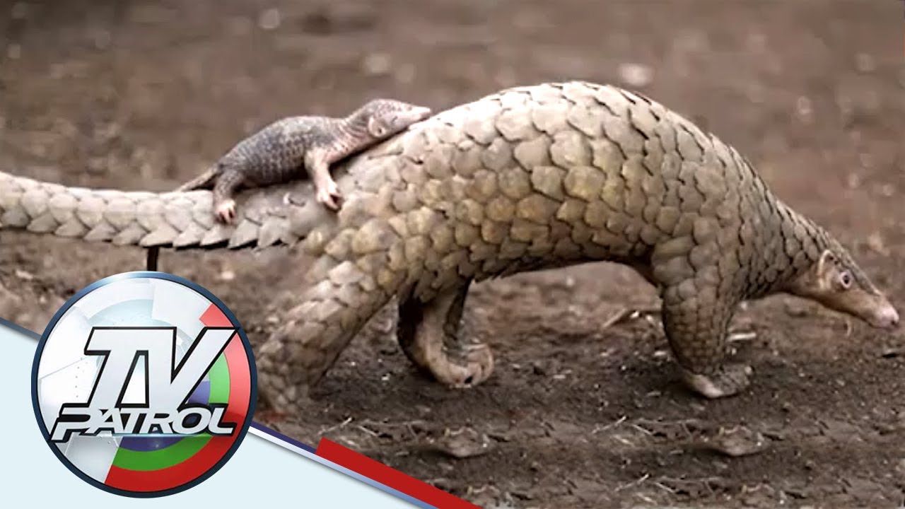 Mag-inang Balintong, nasagip sa Barangay Luzviminda | TV Patrol Palawan ...