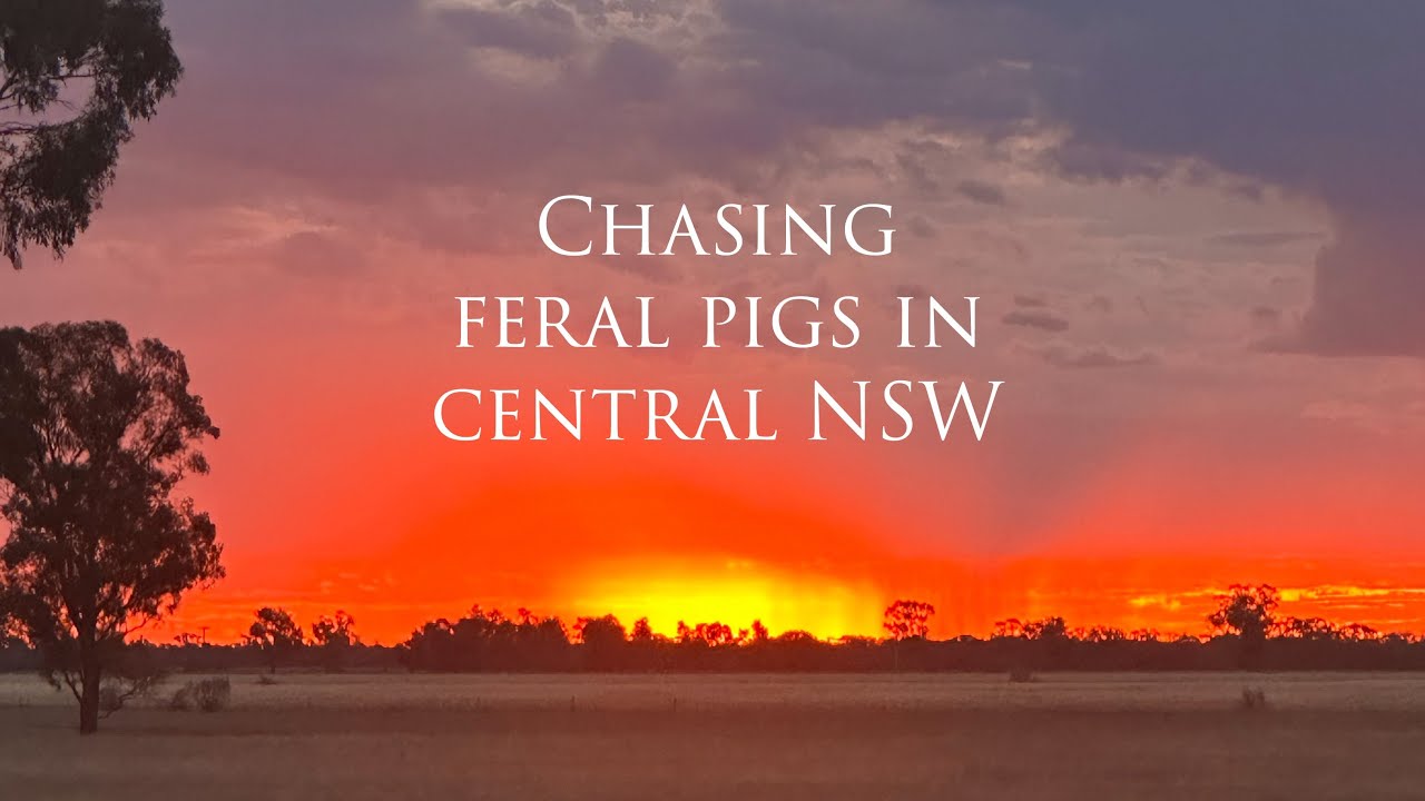 Chasing feral pigs in central NSW - YouTube