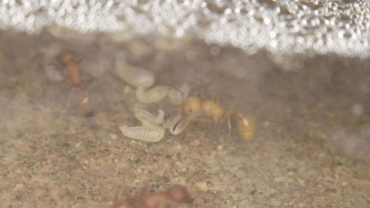 Pogonomyrmex badius - YouTube