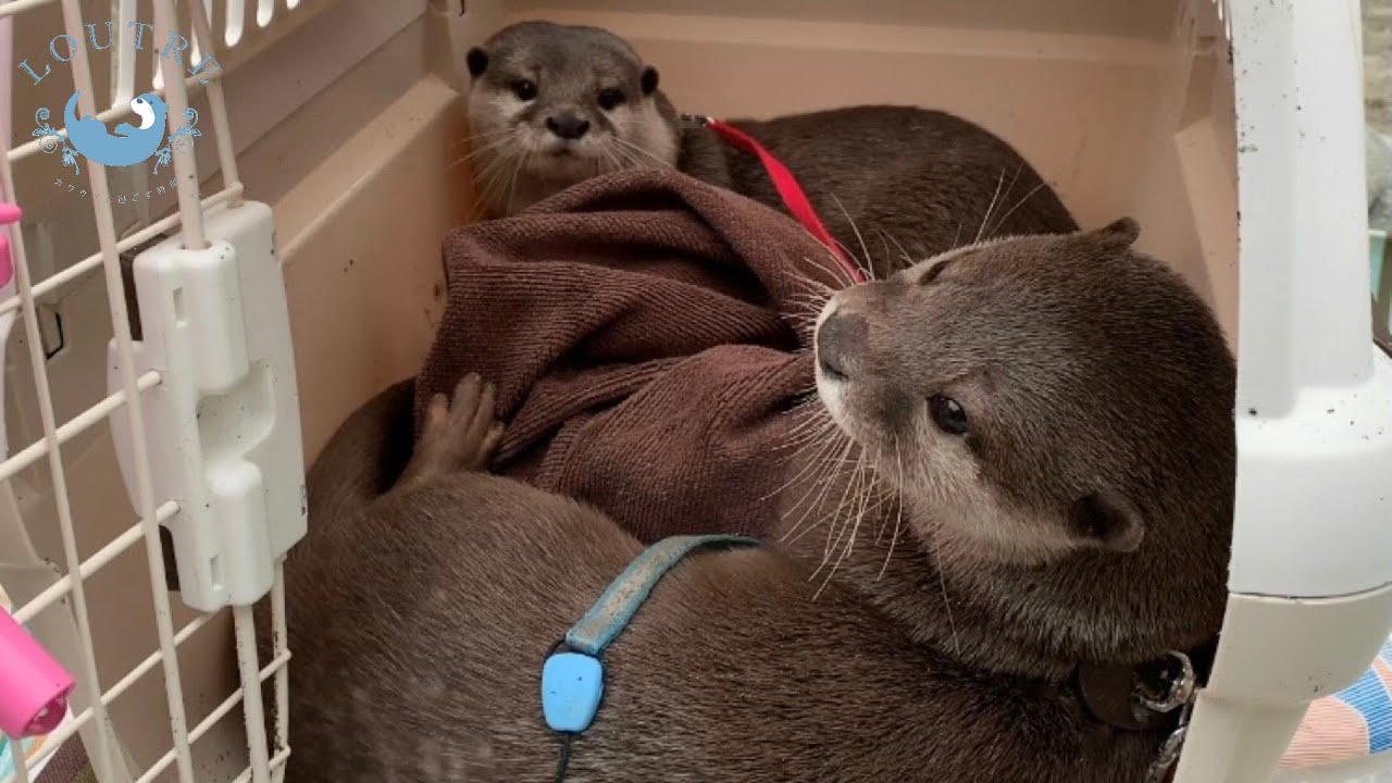 カワウソ大集合！双子のハナに何度フラれても、めげないカワウソこむぎ！？ Otters! Come here! Don't be ...