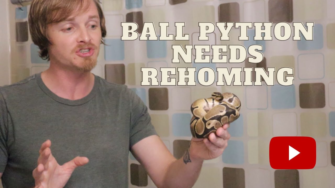 Ball Python Needs Rehoming! - YouTube