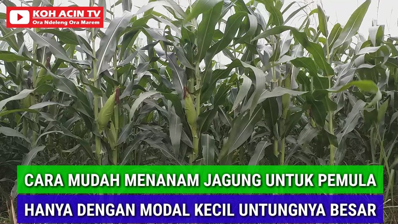 CARA MUDAH MENANAM JAGUNG UNTUK PEMULA HANYA DENGAN MODAL KECIL BISA ...