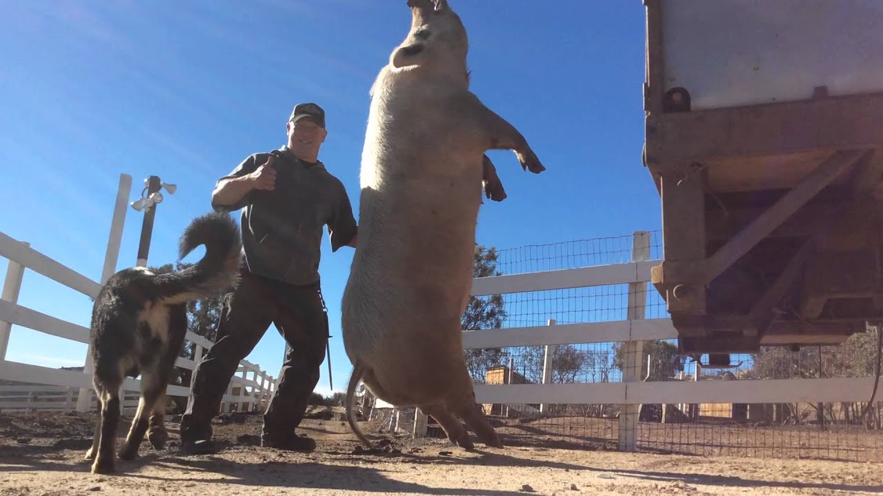 Seriously BIG HOG - YouTube