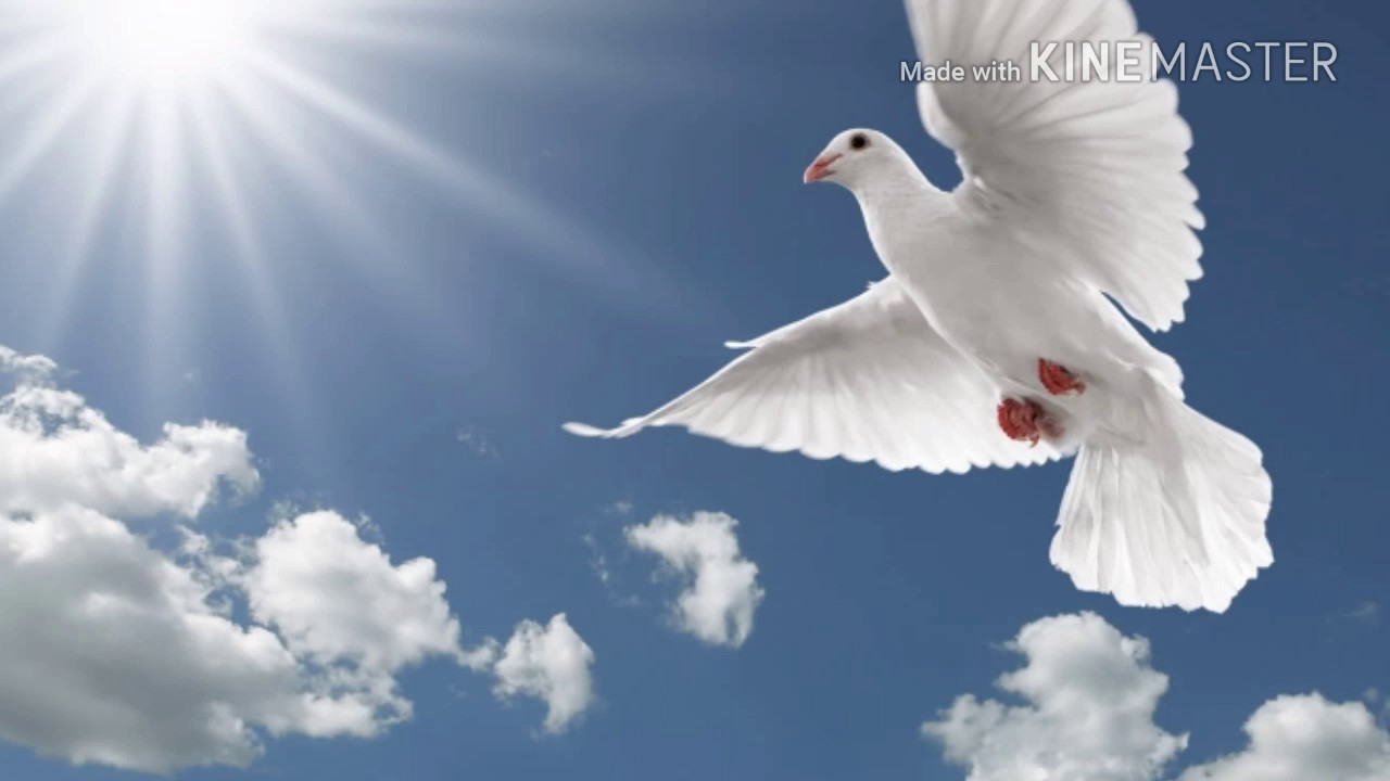 Summer me flying kabootar ਨੂੰ ਦੳੁ - YouTube