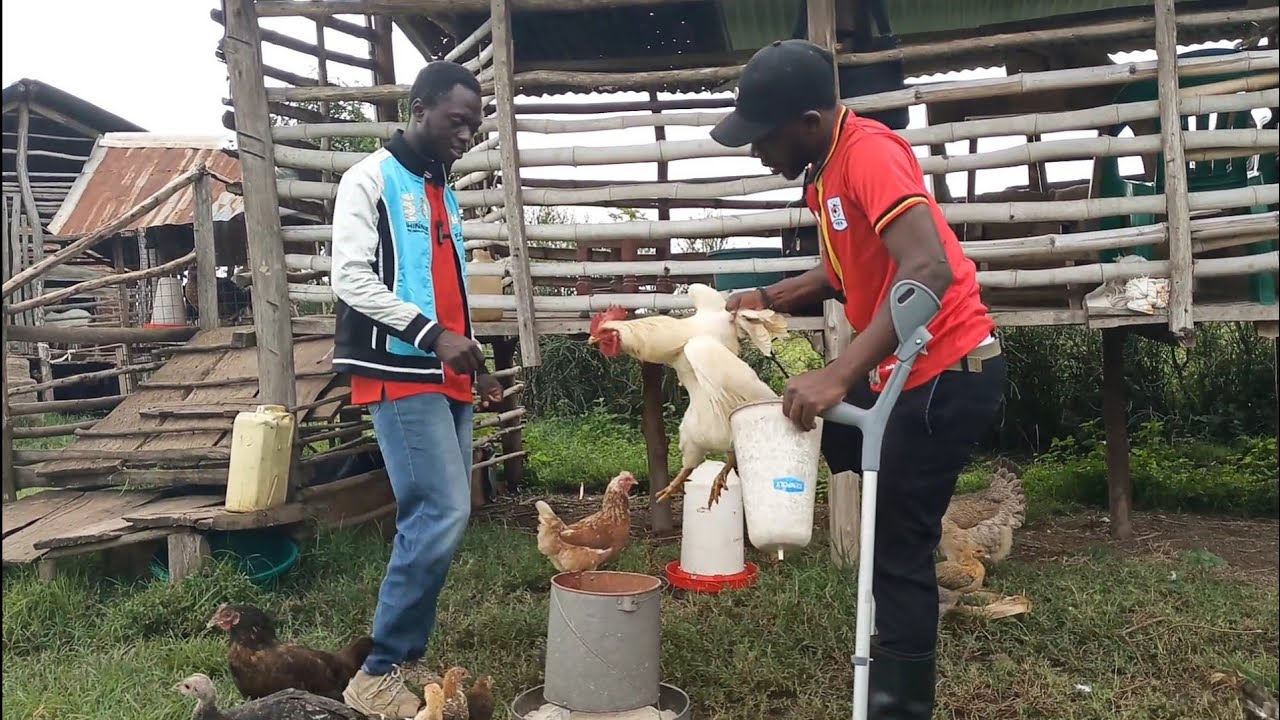 BRILLIANT IDEAS FOR RAISING LOCAL CHICKENS - And Farm tour @farm_with ...