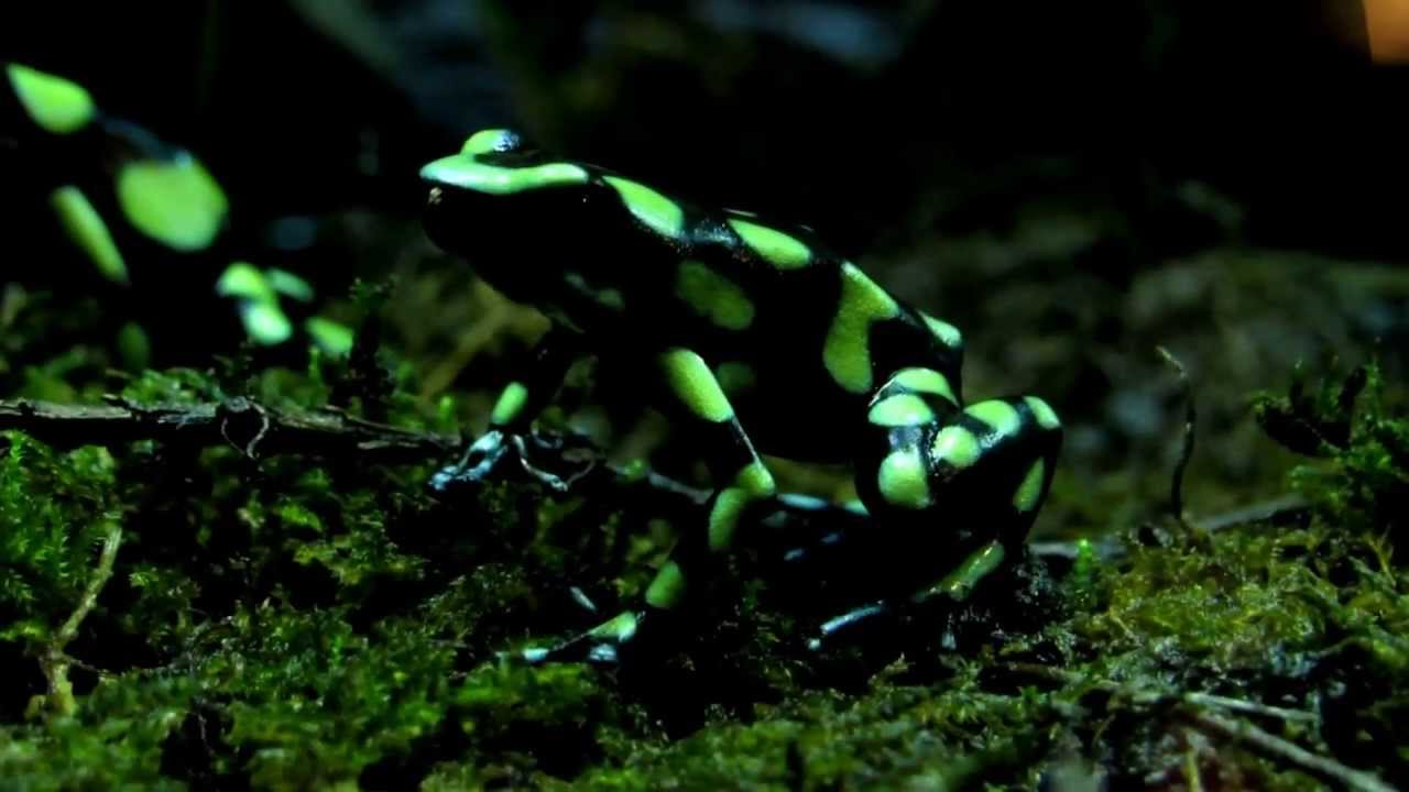 Kokoe poison dart frog, Phyllobates aurotaenia, Choco, Bahía Málaga ...