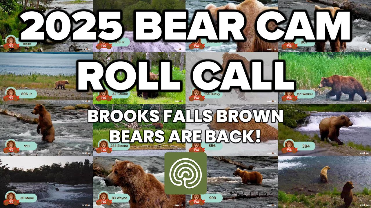 Bear Cam Roll Call - Which Bears Have Been Seen So Far? - YouTube