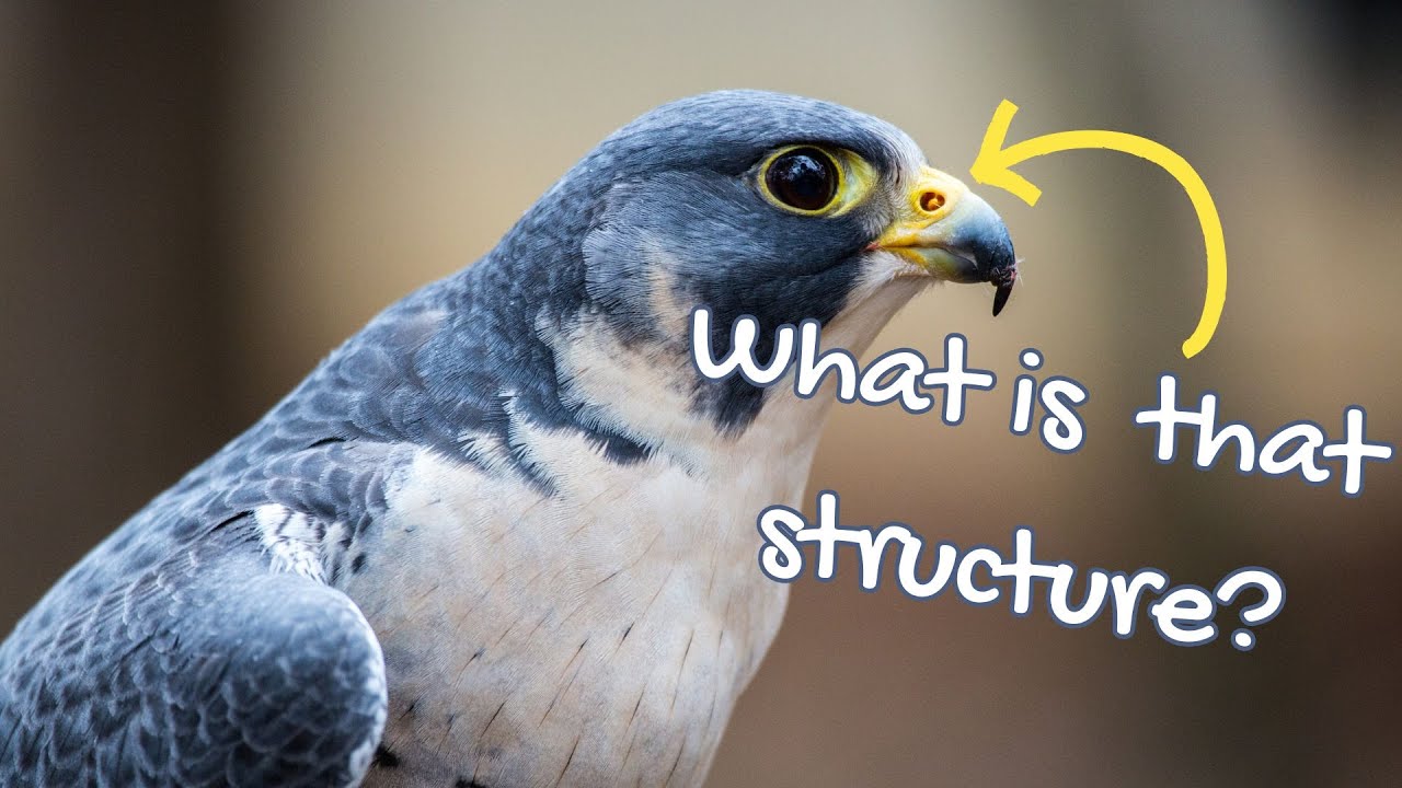 What are nasal cones? - YouTube