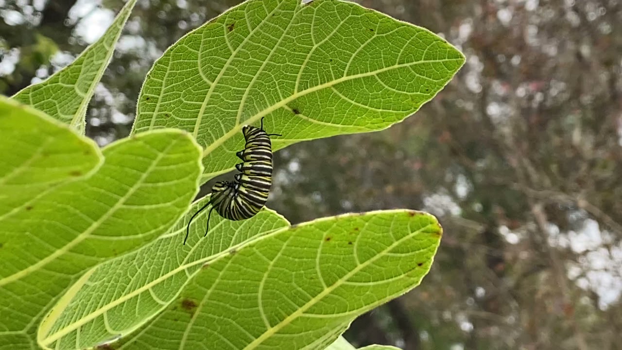 Monarch Caterpillar in J-shape blowing in the wind - YouTube