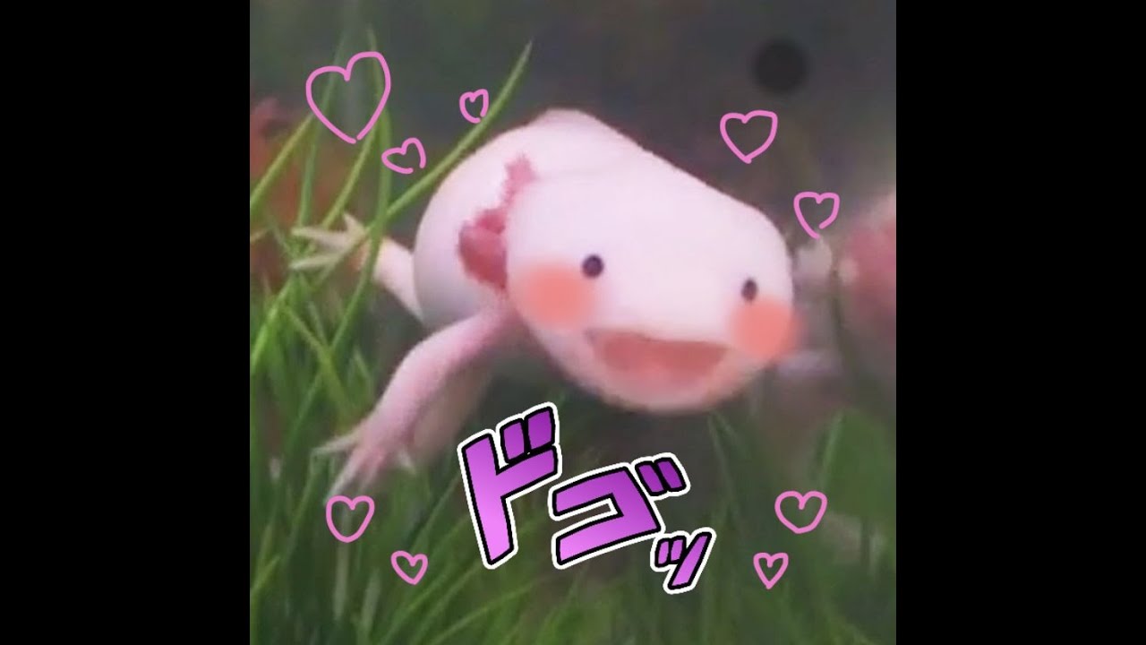 Flying axolotl - YouTube