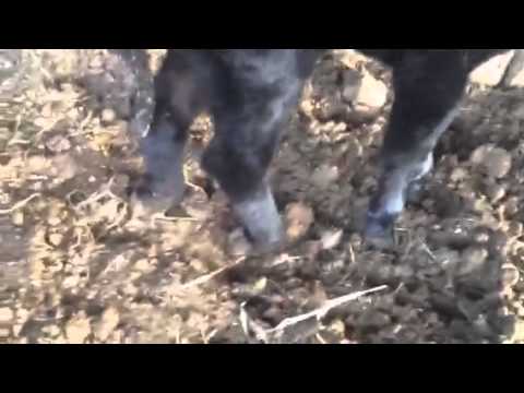 Cripple angus calf - YouTube