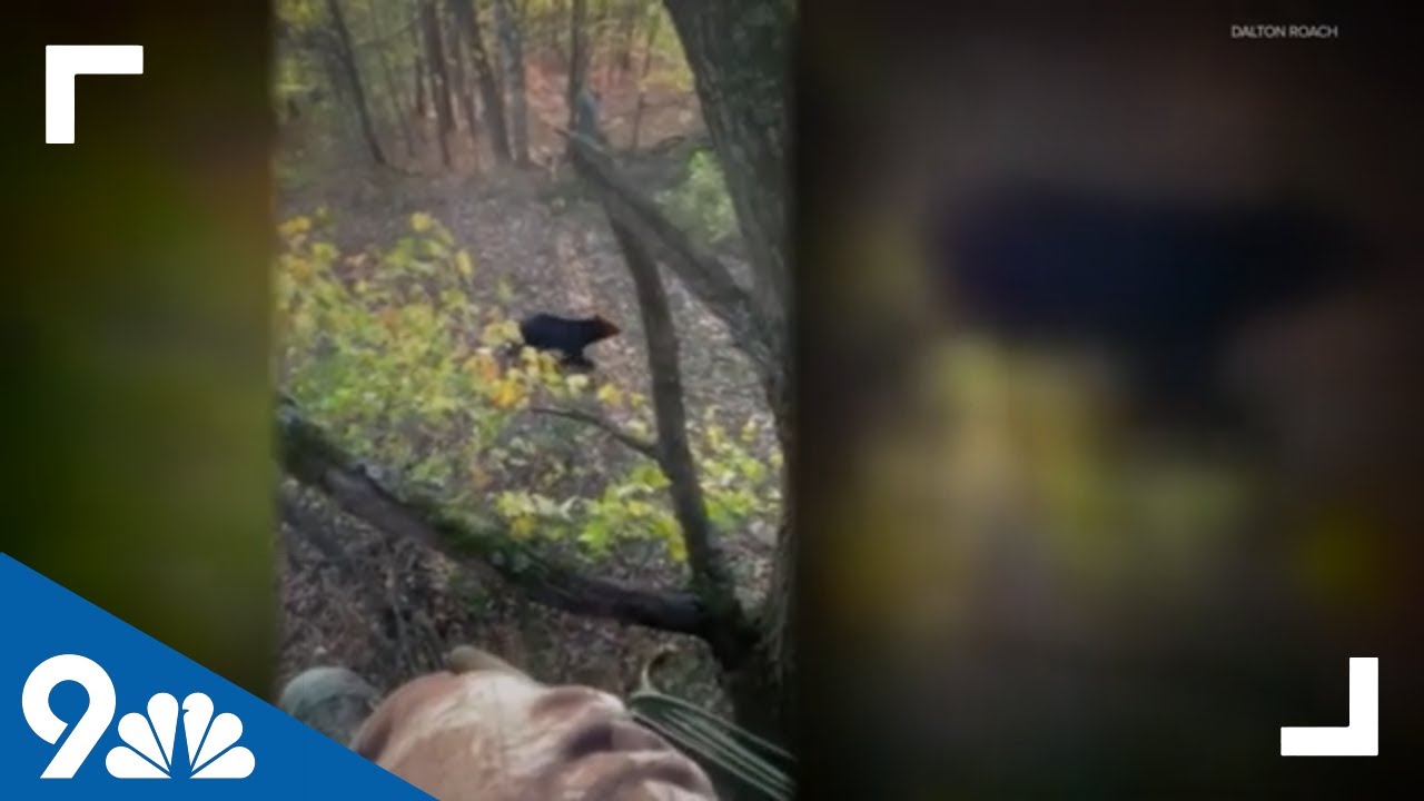 Bear climbs tree, gnaws on hunter - YouTube