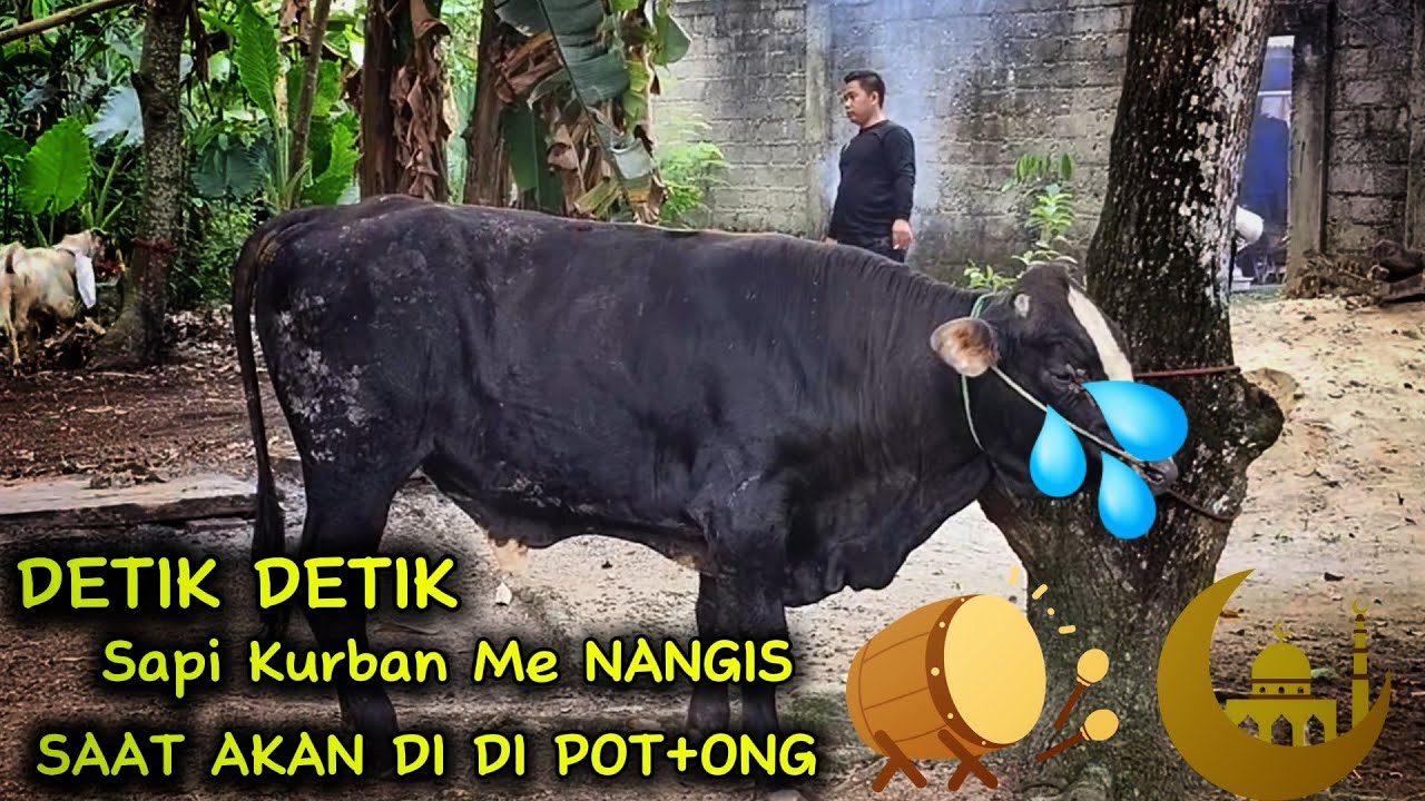 DETIK DETIK SAPI KURBAN ME NANGIS SAAT AKAN DI PO TO NG - YouTube