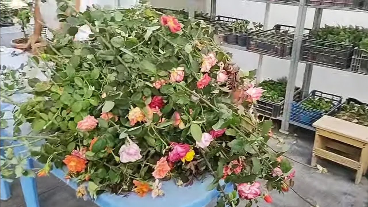 CEA MAI SIGURA SI EFICIENTA METODA DE ÎNMULȚIRE A TRANDAFIRILOR! - YouTube