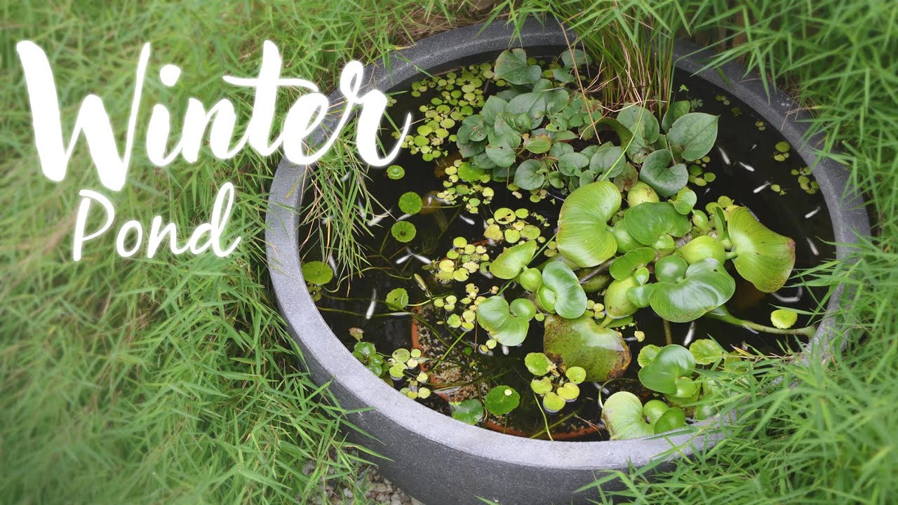 WINTER Japanese Rice Fish Patio Pond/ Cares & Hibernation (Medaka Fish ...