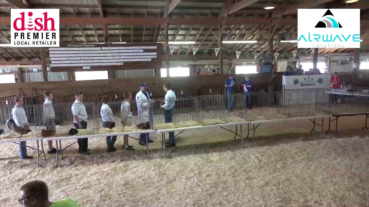 2019 4-H Poultry Show - YouTube
