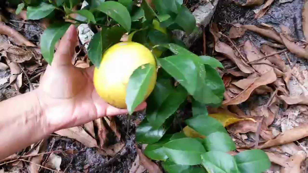 El mejor de todos,el Limon Meyer - YouTube