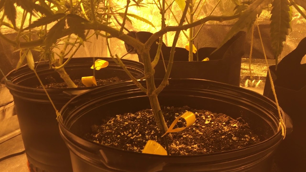 Week 3 of flowering stage - YouTube