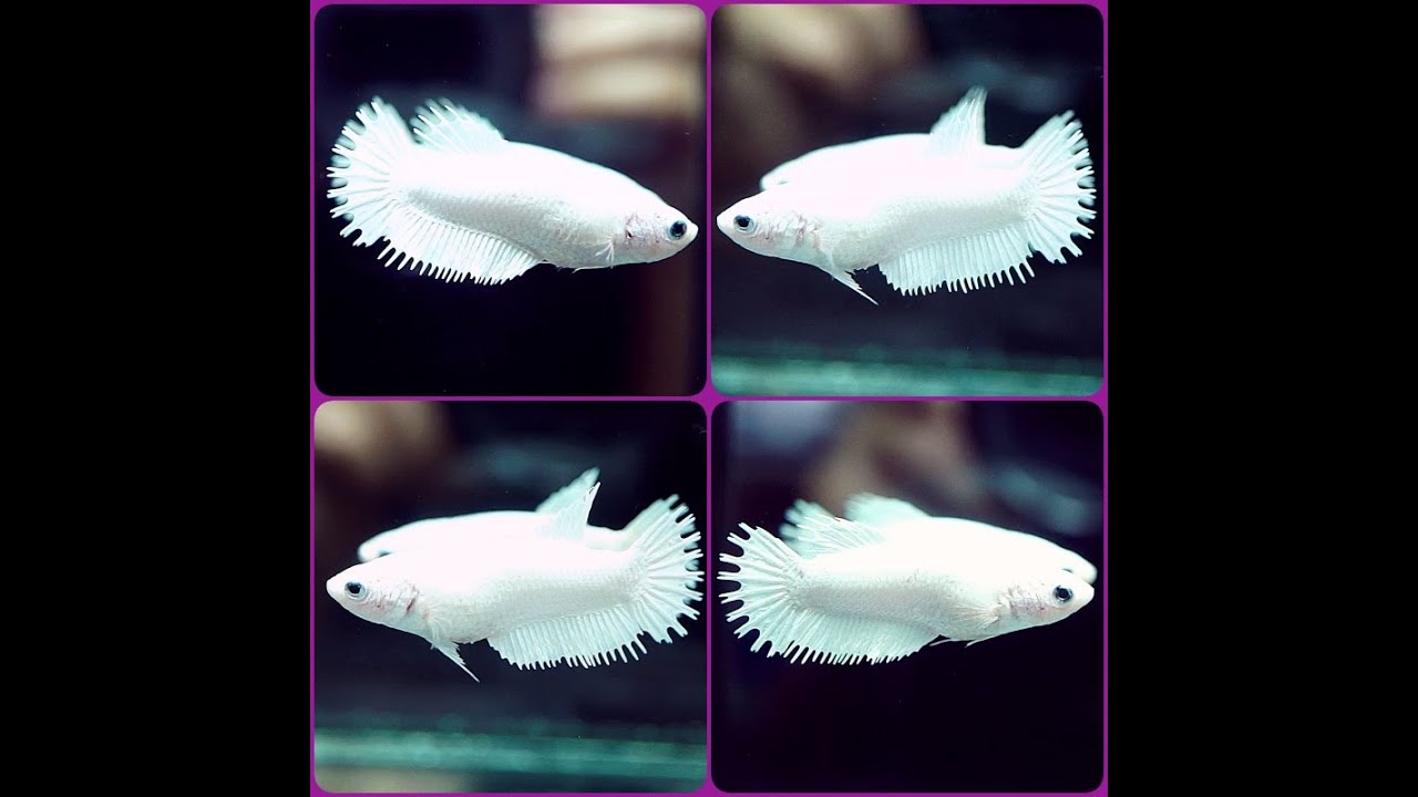 A358 Solid Color WHITE PLATINUM Crowntail Plakat CTPK Female Betta Fish ...