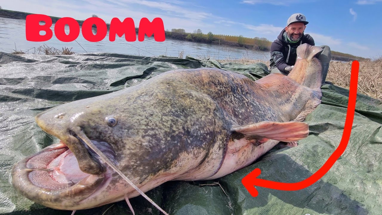Siluro gigante da 100 kg a spinning con la nuova EvoCat Spin 217 Zeck ...