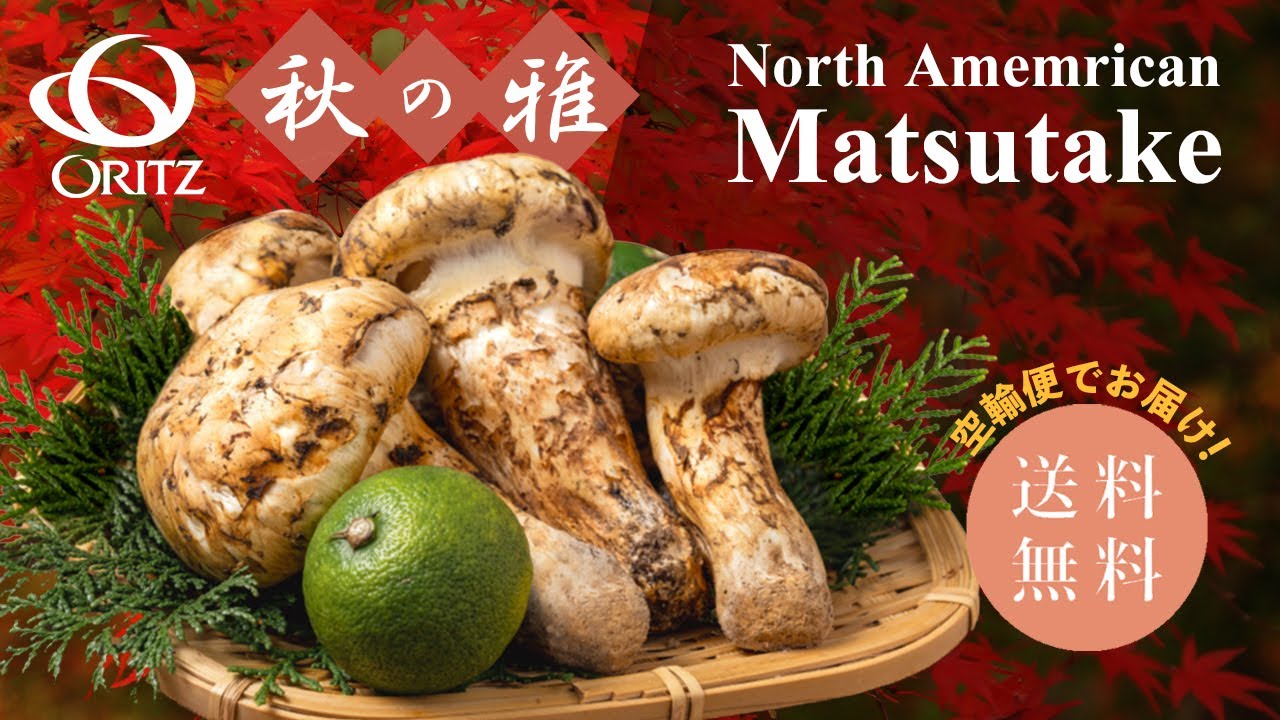 2024年度 北米産松茸のご注文受付開始しました！Free Shipping North American Matsutake. Since ...