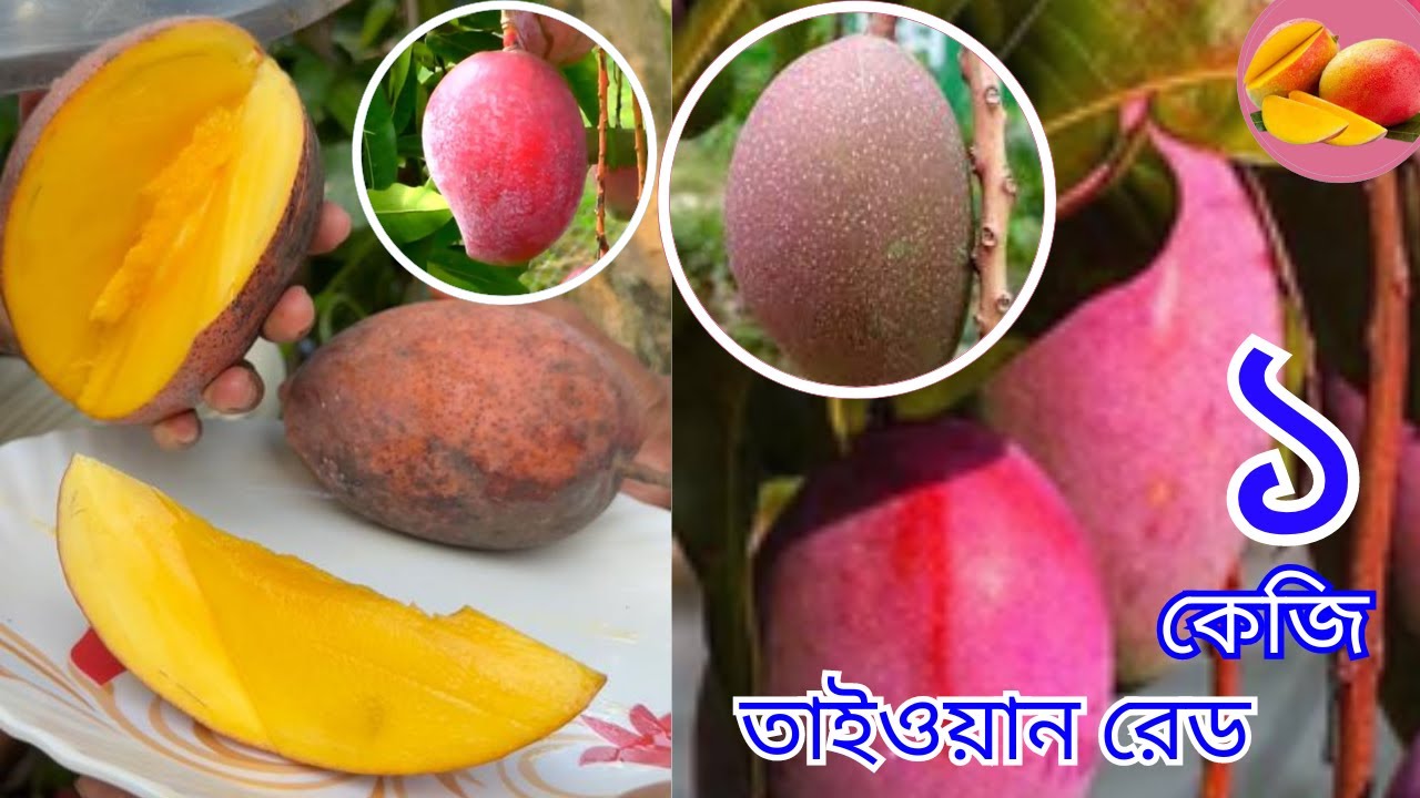 তাইওয়ান রেড আম।কাচা পাকা দুই অবস্থায় মিষ্টি,রসালো, সুস্বাদু। A.R ...
