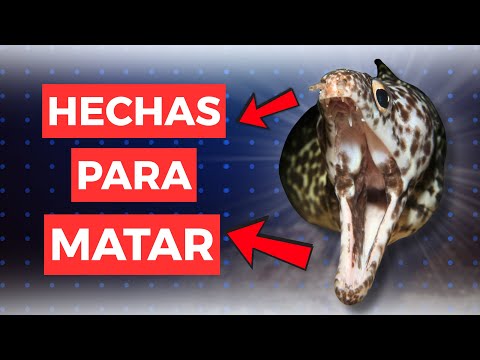 Las morenas dan MIEDO...