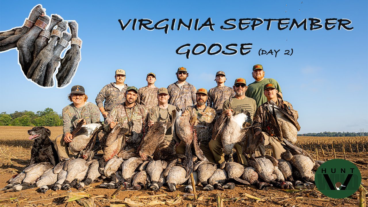 DRY FIELD EARLY SEASON GOOSE HUNTING (6 BANDS) - YouTube
