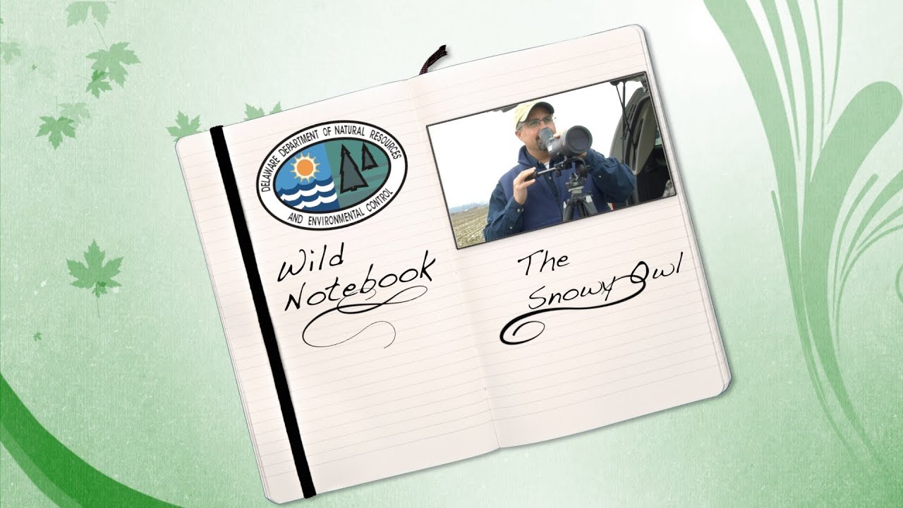 Wild Notebook - The Snowy Owl - YouTube