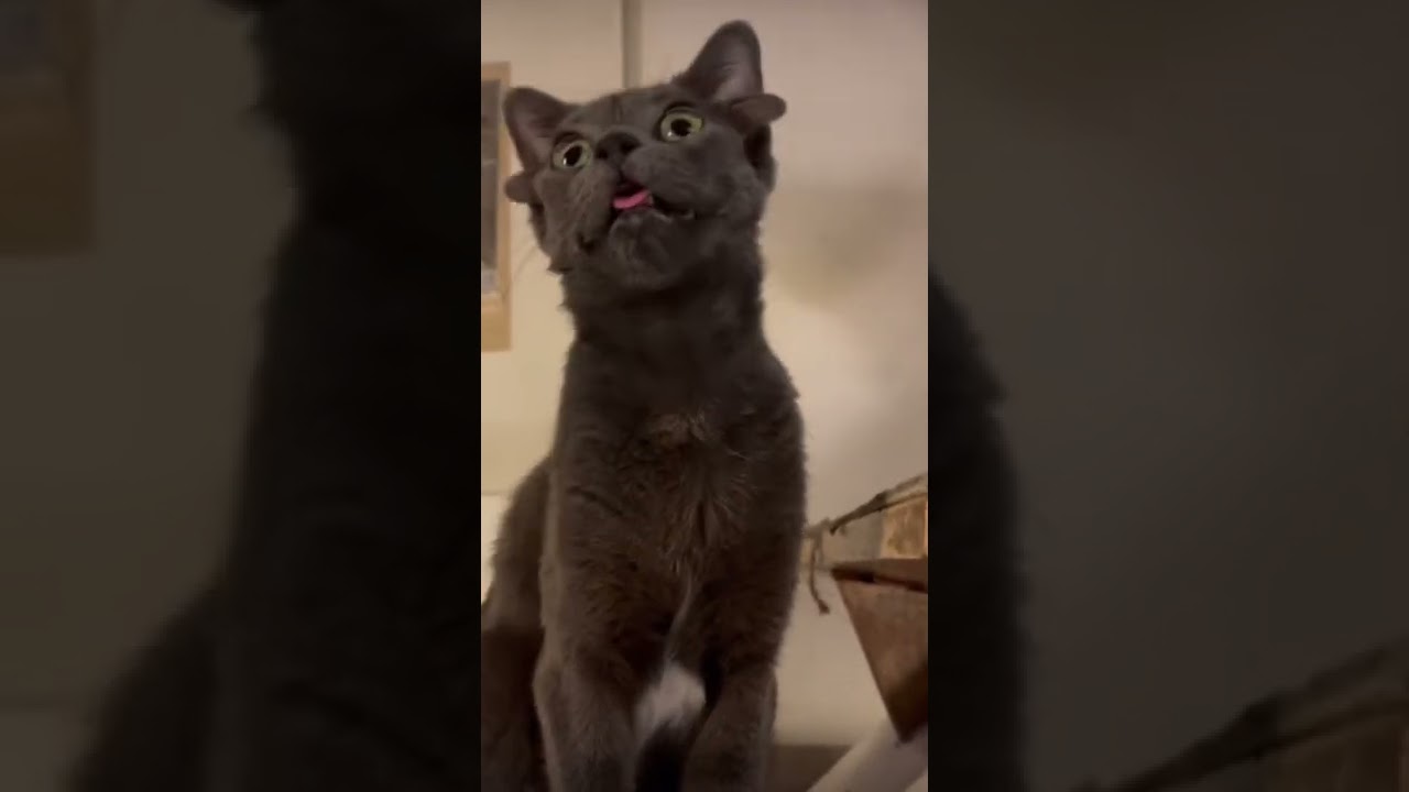 Midas The 4 Ears Cat - Short Documentary - YouTube