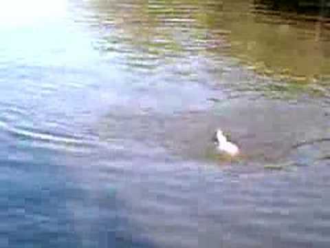 Oklahoma Spoonbill Fishing / Snagging - YouTube