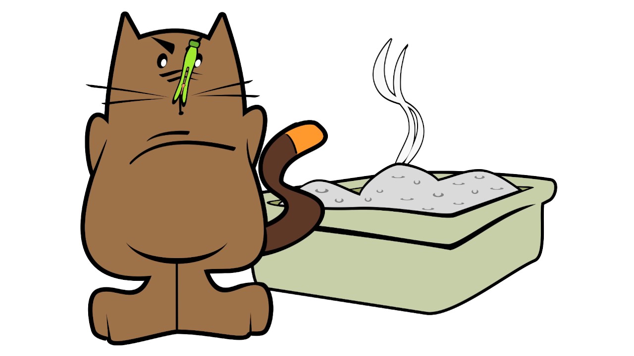 Cat in the litter box, sand/ Kot w kuwecie, piasek/ Die Katze im ...