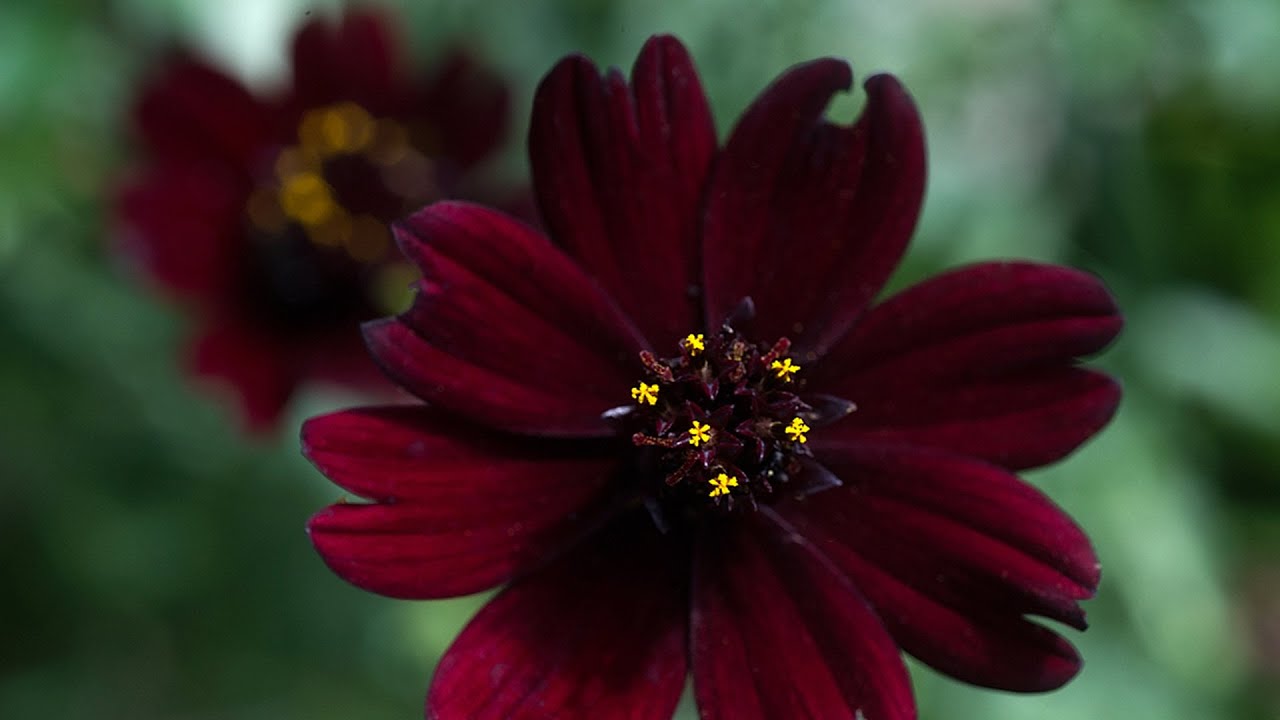 Black Magic Cosmos Seeds Are Here - YouTube