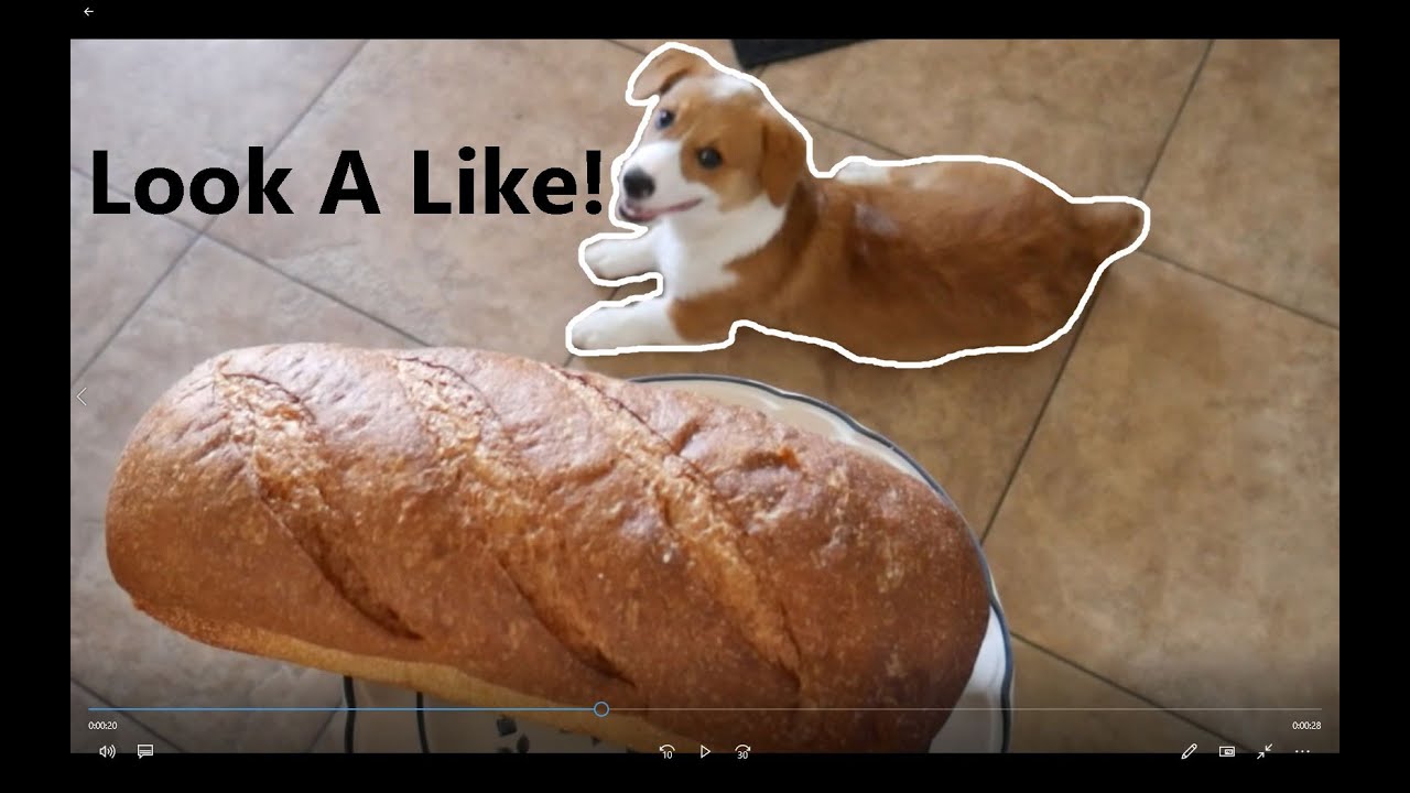 Look at that loaf bread! | Happy The Corgi - YouTube