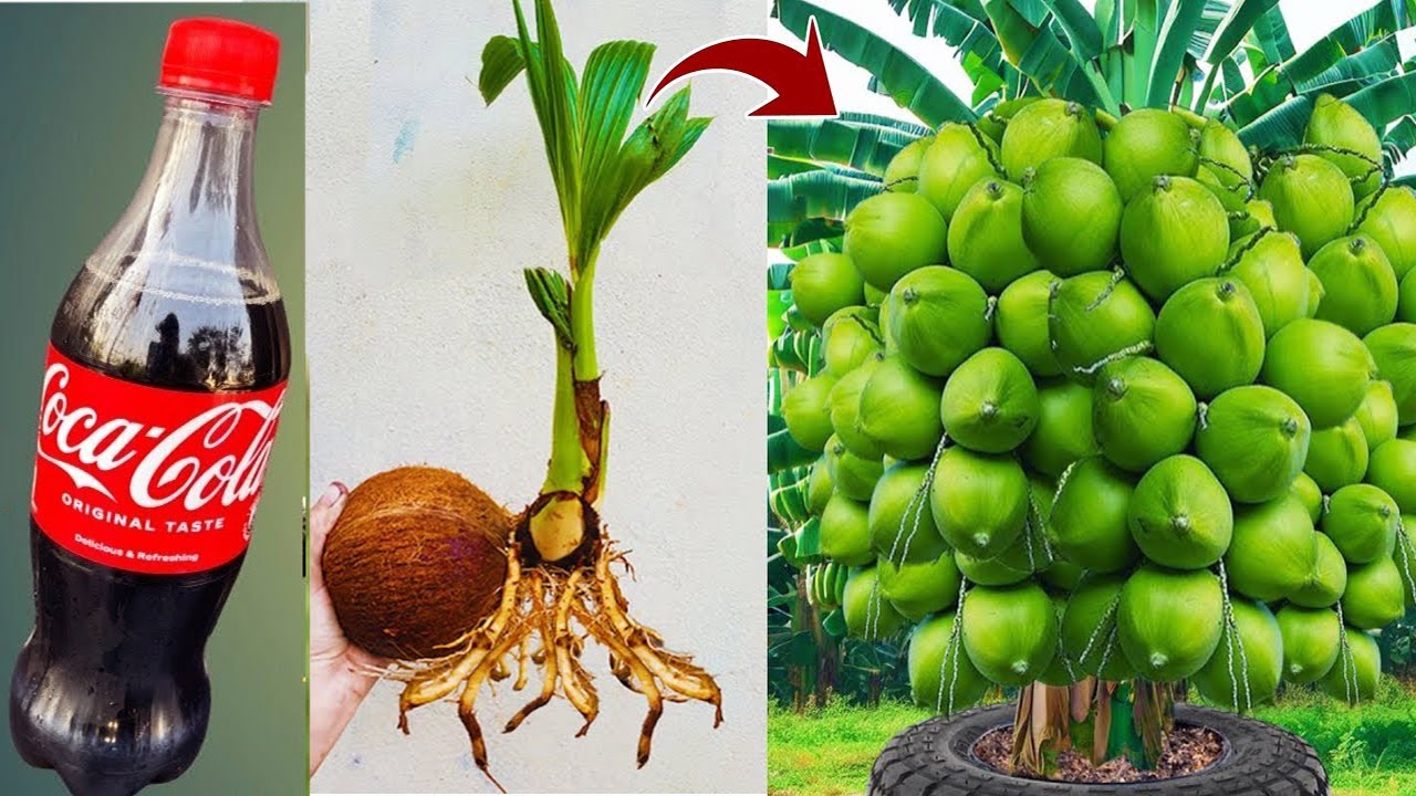 SUPER SPECIAL TECHNIQUE to propagate COCONUT using coca~cola fruit and ...