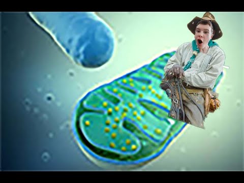 Mitochondria Ahh Rizzinator - YouTube