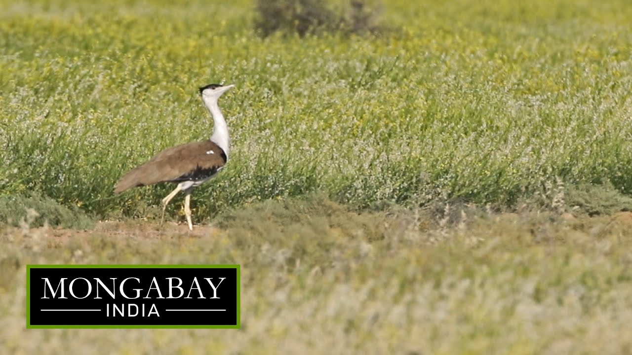 Local communities protect the great Indian bustard in Rajasthan - YouTube