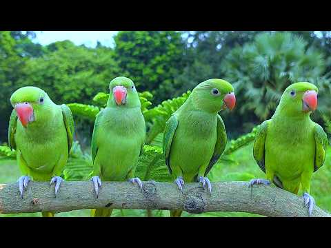 Parrot Chirping Loud