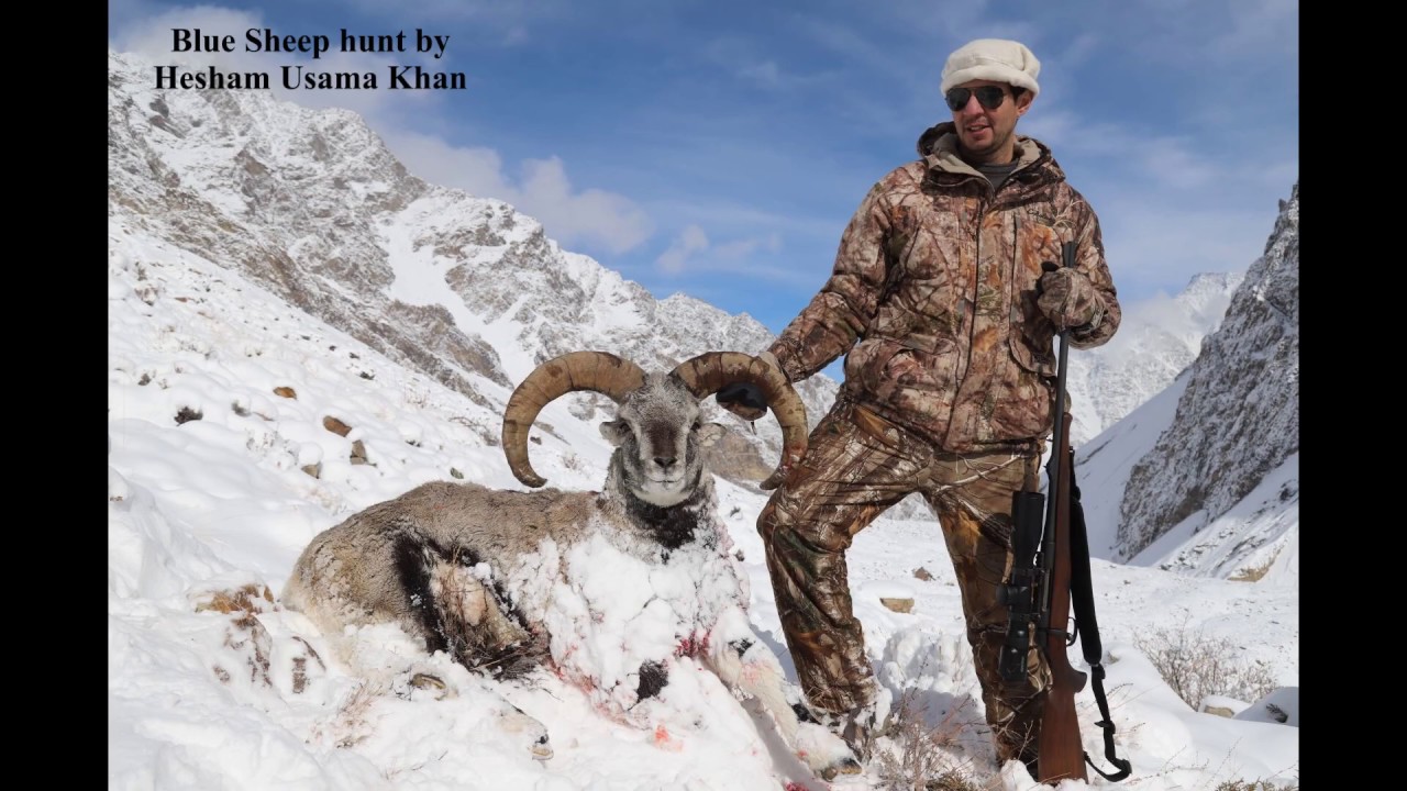 Blue Sheep World Record in Pakistan - YouTube