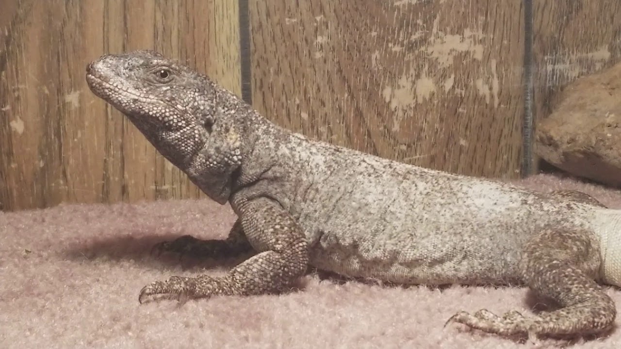 Big Zilla the Chuckwalla - YouTube