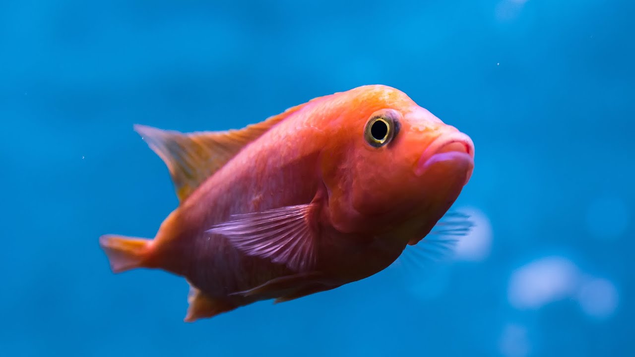 Fish -tiko MONTAGE - YouTube