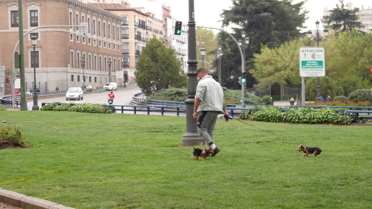 s young man walks with small dogs in madrid spain - YouTube