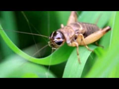 Do Field Crickets Eat Grass
