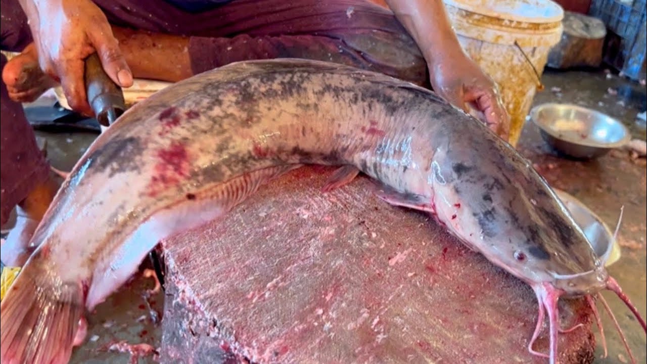 Amazing Catfish Cutting By Expert Fish Cutter | Big Magur Fish Cutting ...