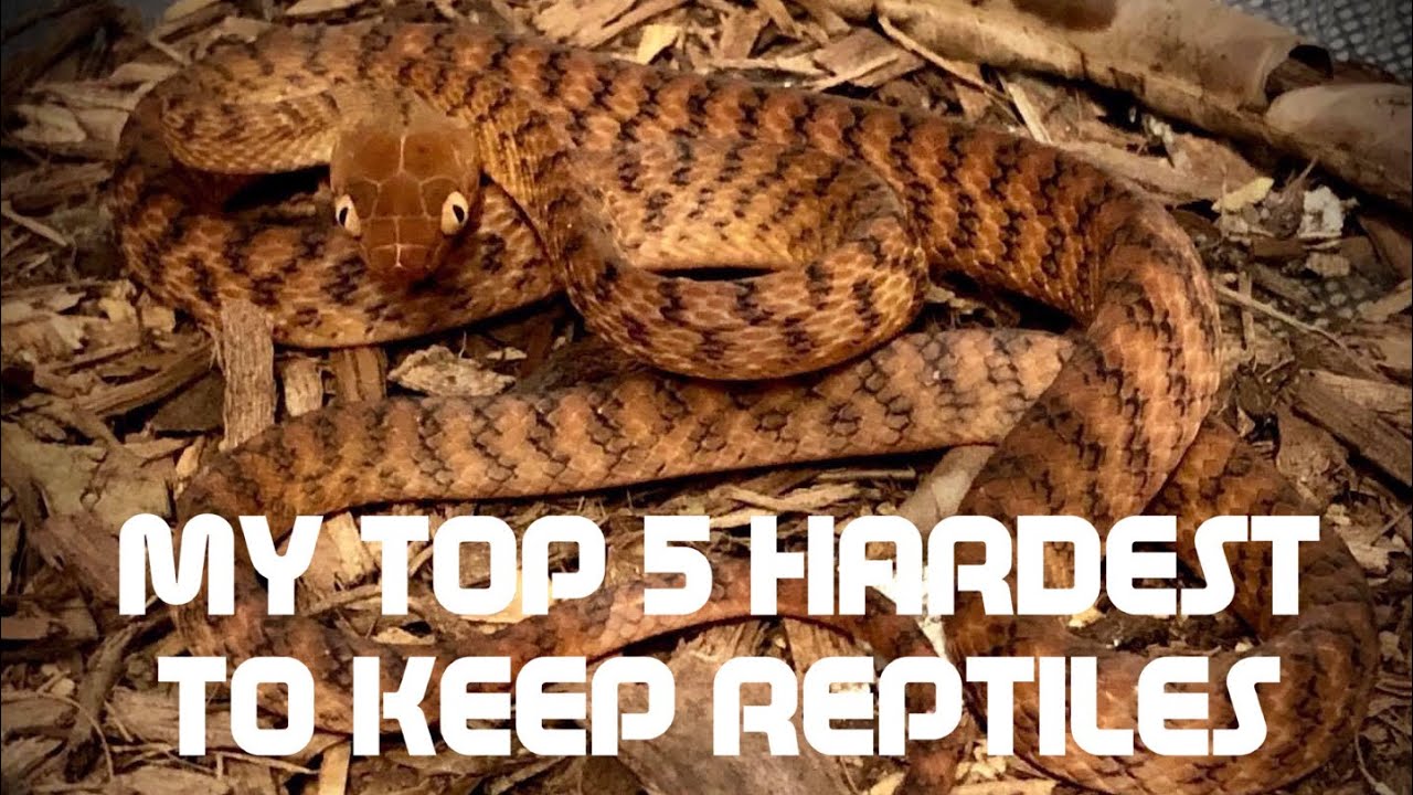 My TOP 5 HARDEST REPTILES to look after! - YouTube