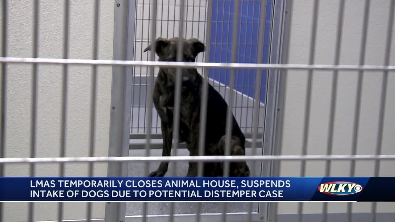 LMAS to resume intake, adoption of dogs on Friday after distemper test ...
