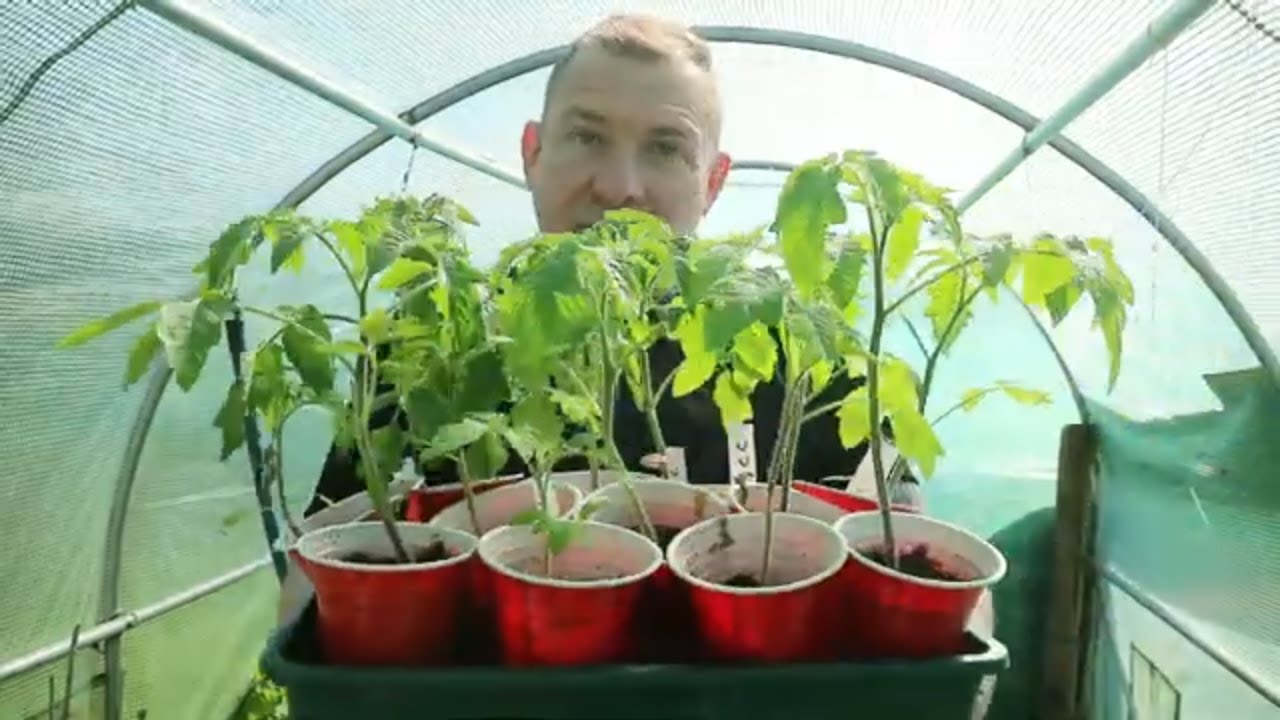 ULTIMATE POLYTUNNEL TOMATO GUIDE Allotment Gardening UK 2024 - YouTube